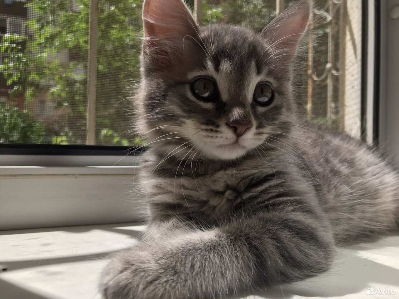 Котик в добрые руки