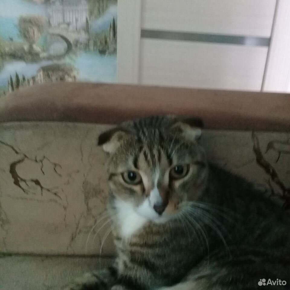 Безпородный