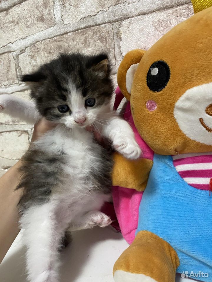 Котята