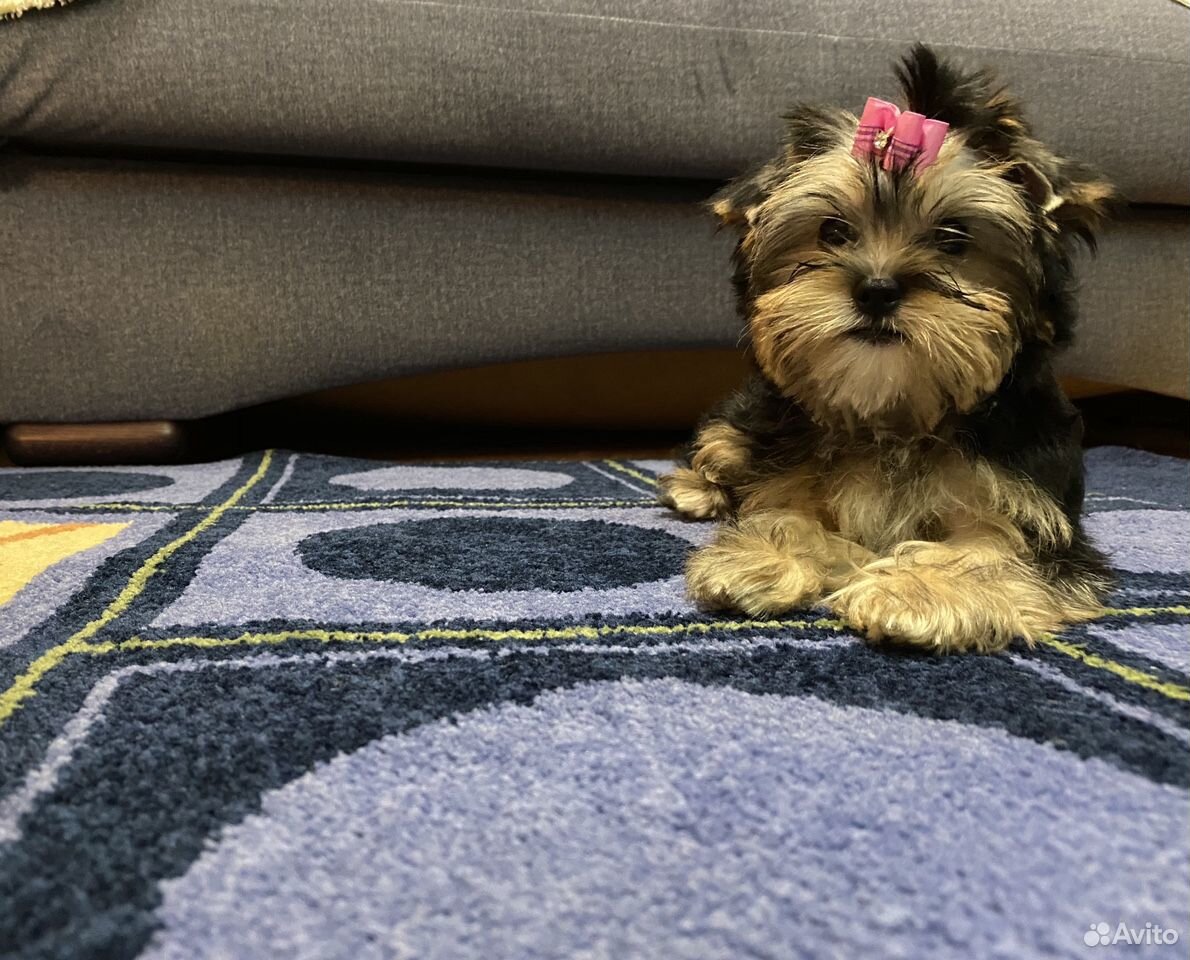 Щеночки Йоркширский терьер