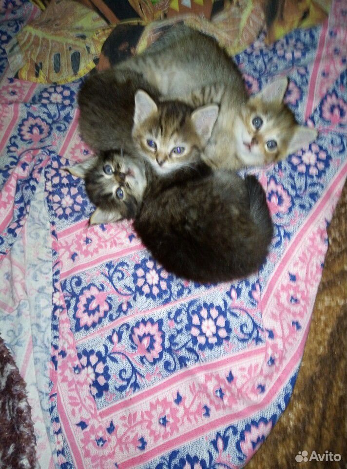 Котята, 4 шт. мальчик и 3 девочки