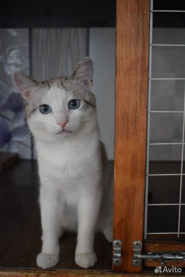 Молодой,кастрированый,тайский котик Сема