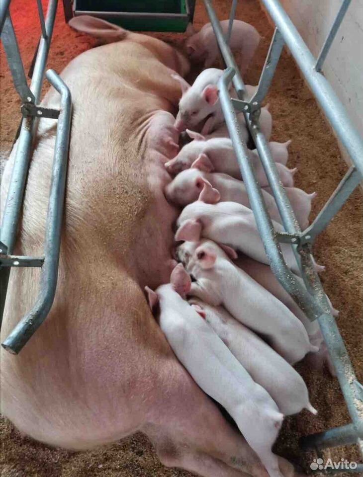 Продам свиней