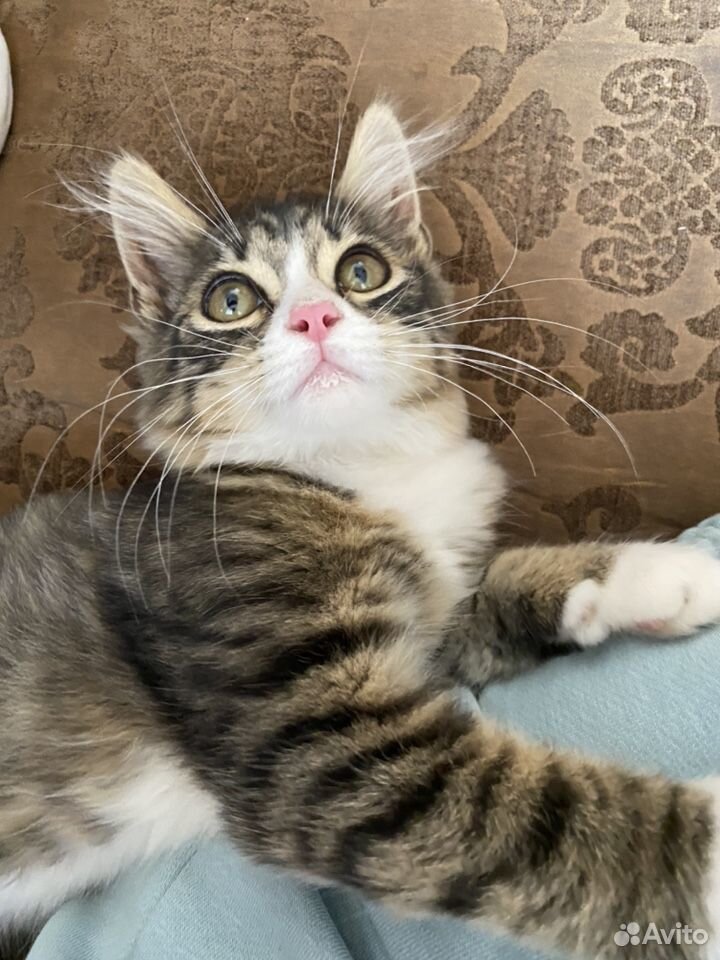 Котёнок