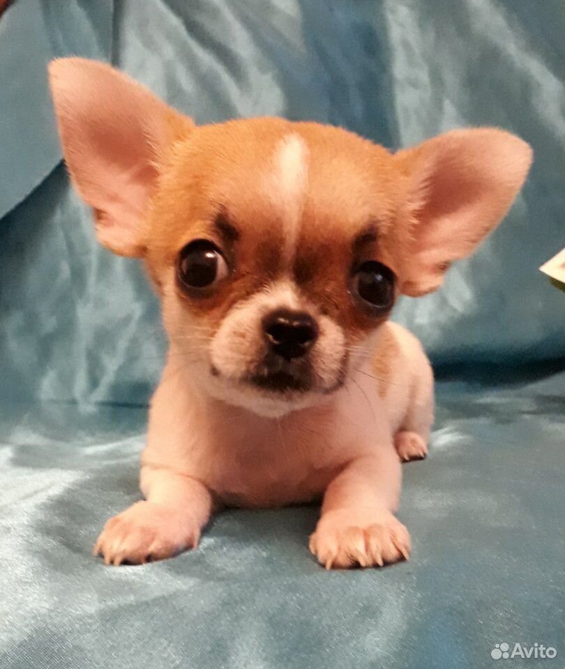 Гном гномыч