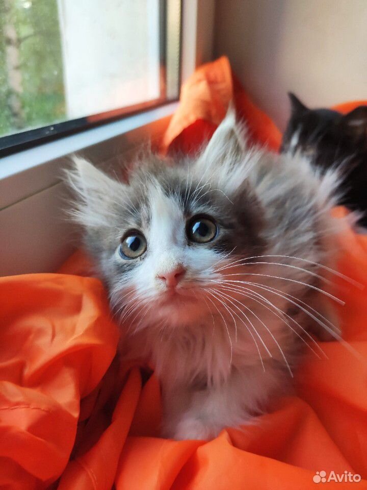 Пушистик Котенок