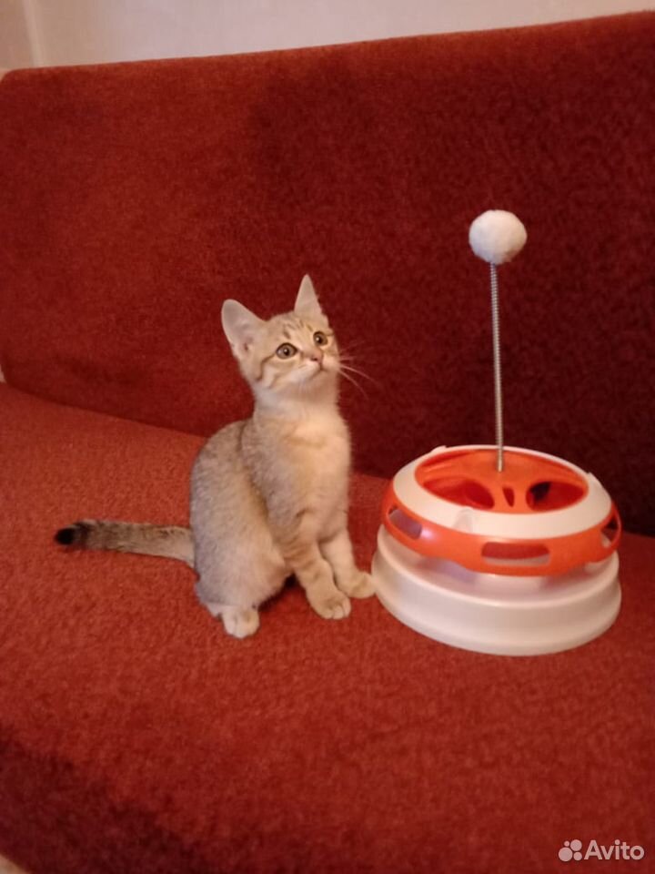Мурчащий, игривый, шустрый котенок Кузя 2,5 мес