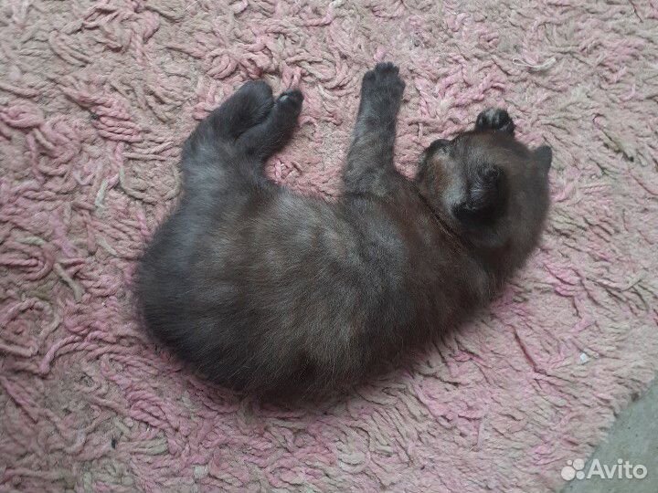 Кошка