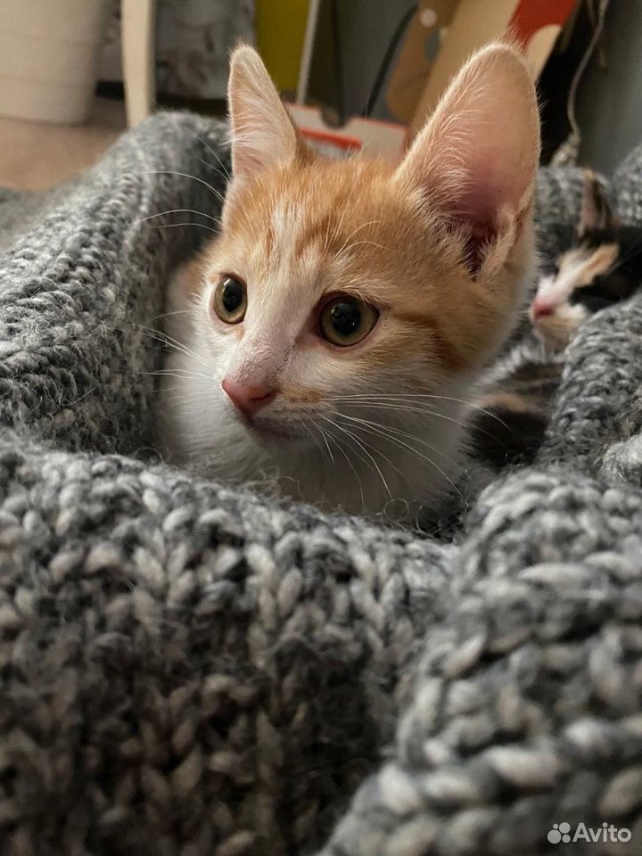 Котёнок