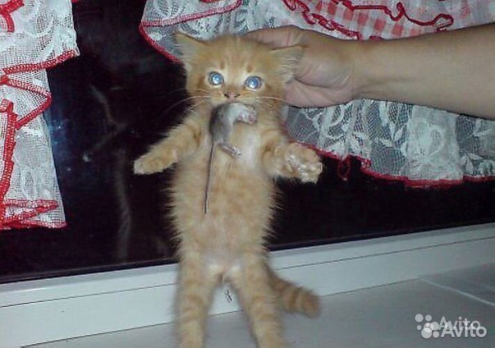 Крысыловы кельтской (европейской) породы котята