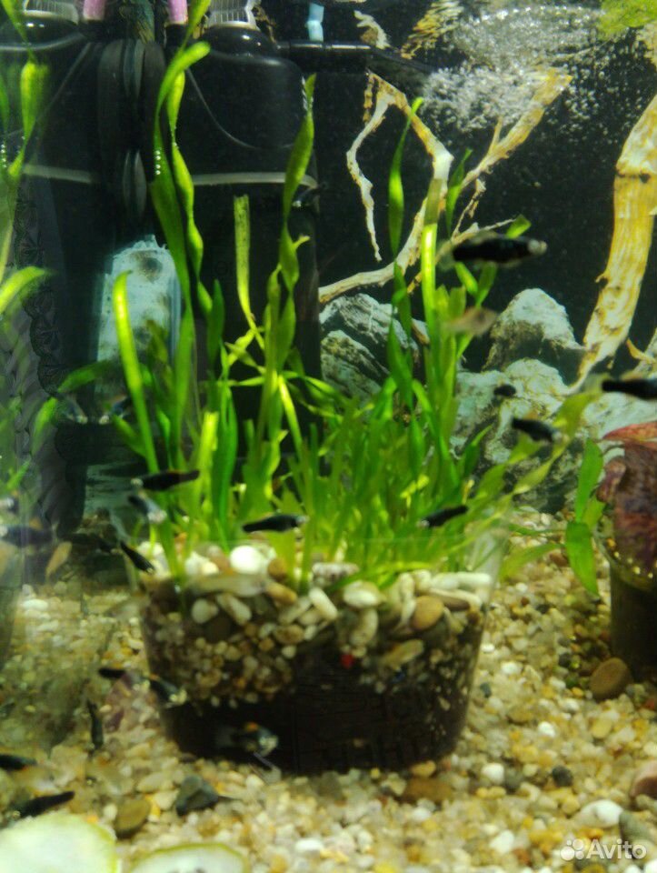 Меченосец чёрный и ананасовый