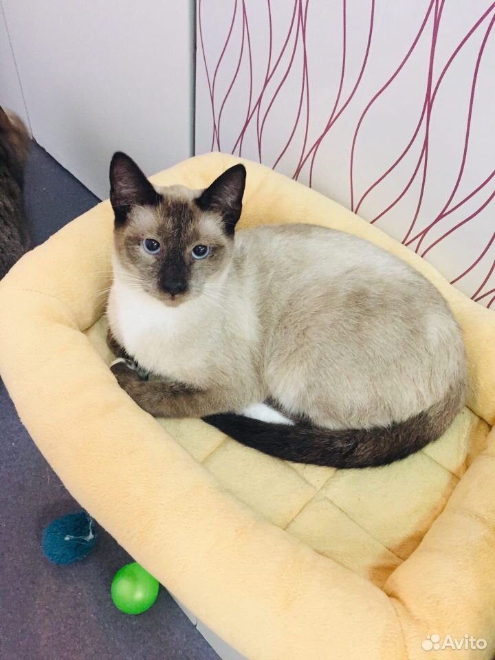Сиамский котик не ручной