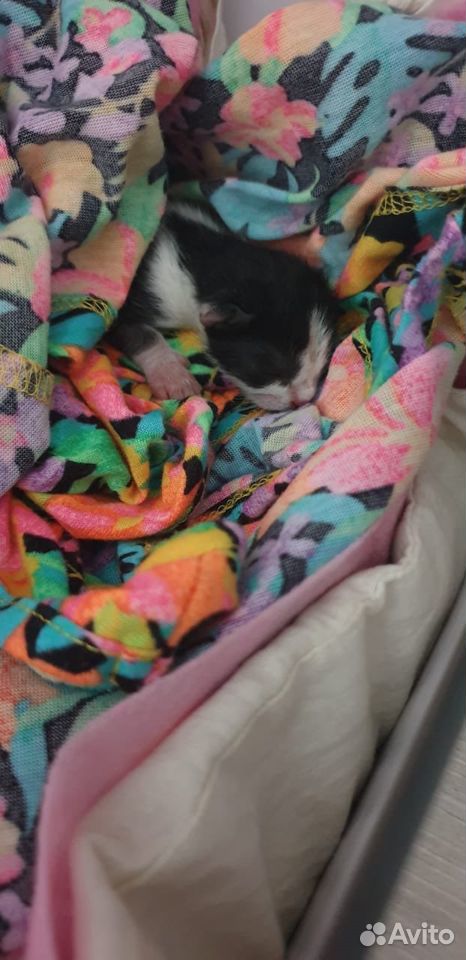 Ищем кормящую кошку