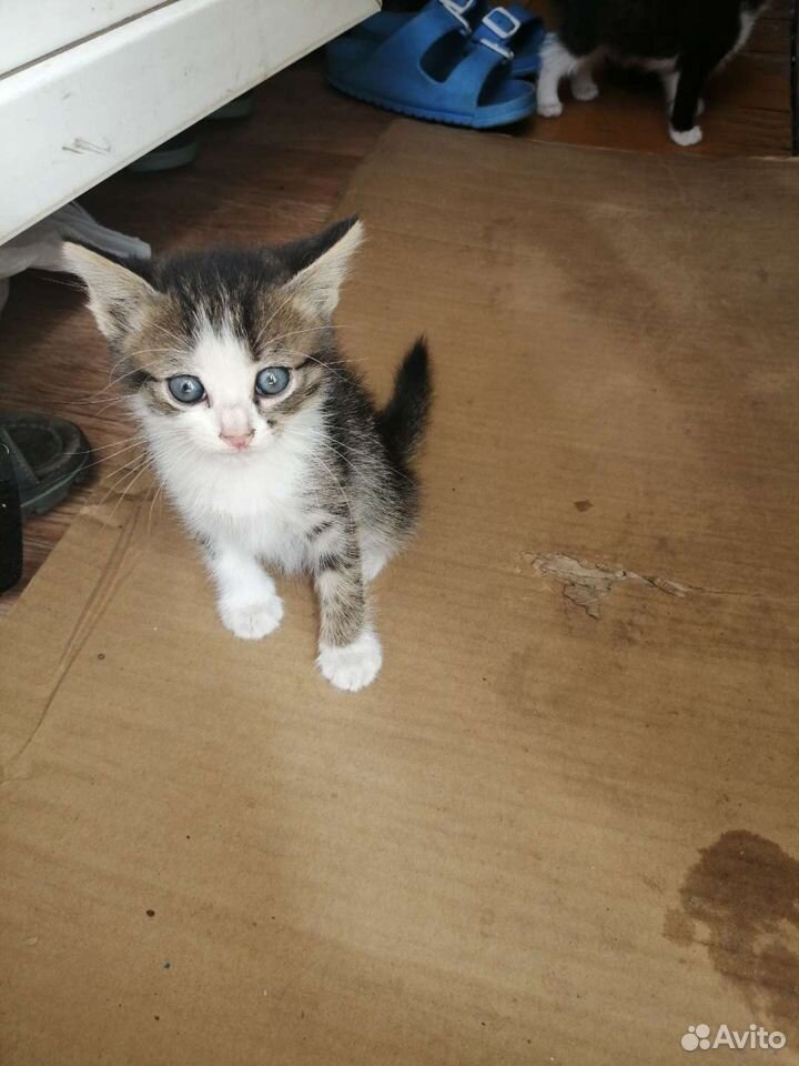 Отдаю котят в хорошие руки две девочки мальчик им