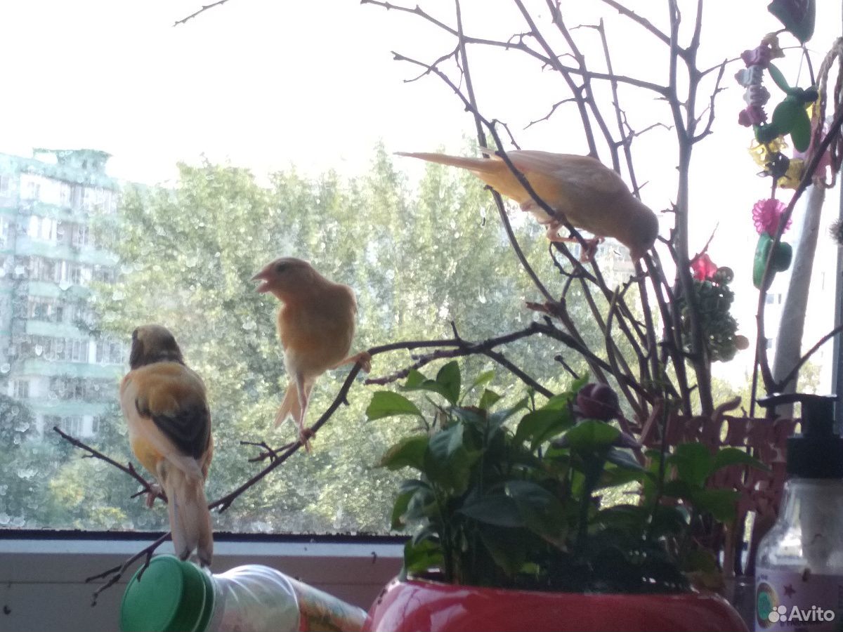 Канарейки Молодые