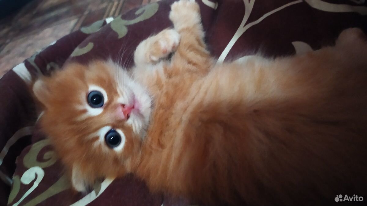 Вяслоухий котёнок