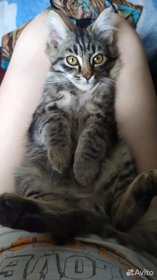 Котеночек-девочка