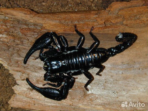 Скорпион азиатский лесной
