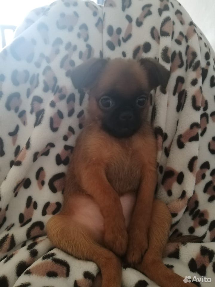 Пти брабансон