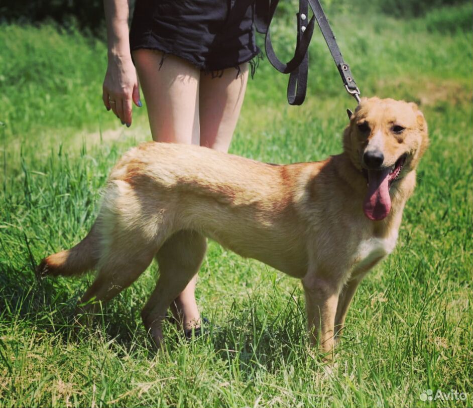 Собака Сандра 1 год в добрые руки