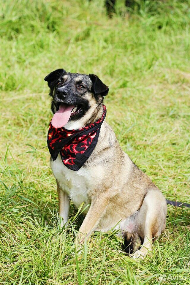 Классная собака для семьи Лирочка