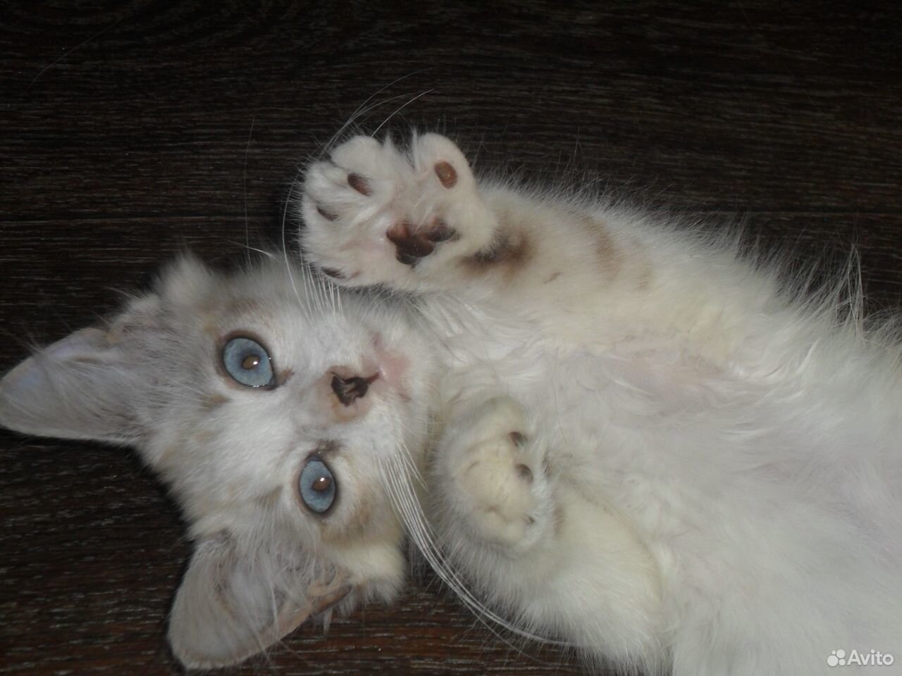 Малыш ищет семью