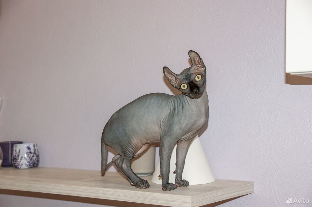 Сфинкс-эльф котенок