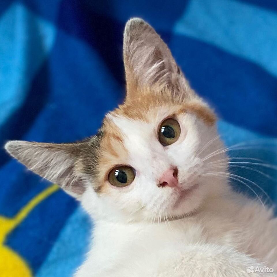 Кошкакотееок