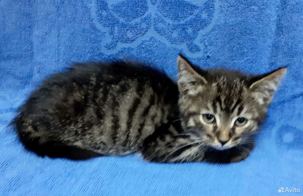 Котенок девочка 5 недель