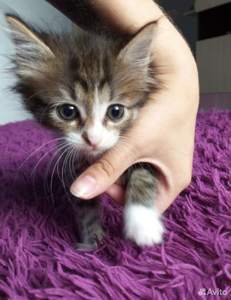 Сказочные красивые котята 1,5 месяца в добрые руки