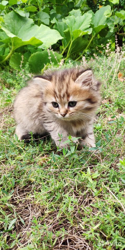 Британские котята