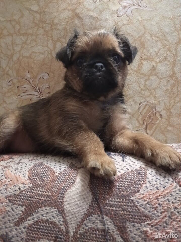 Щенки гриффончики