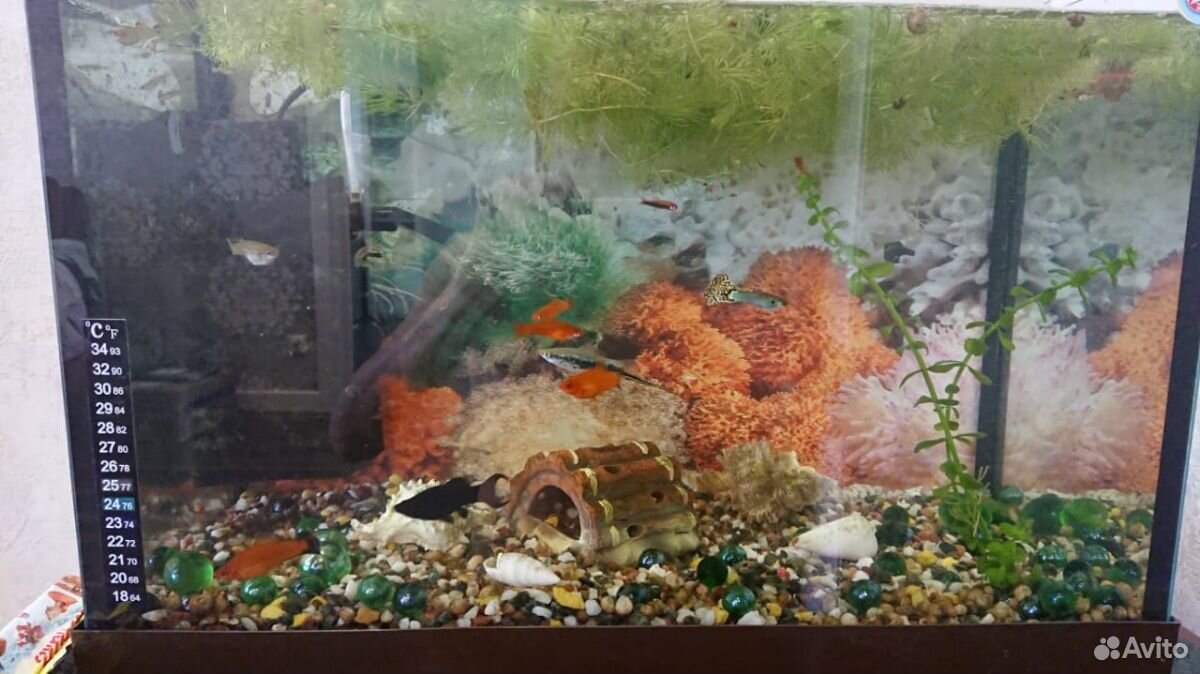 Аквариум с рыбками и всем необходимым