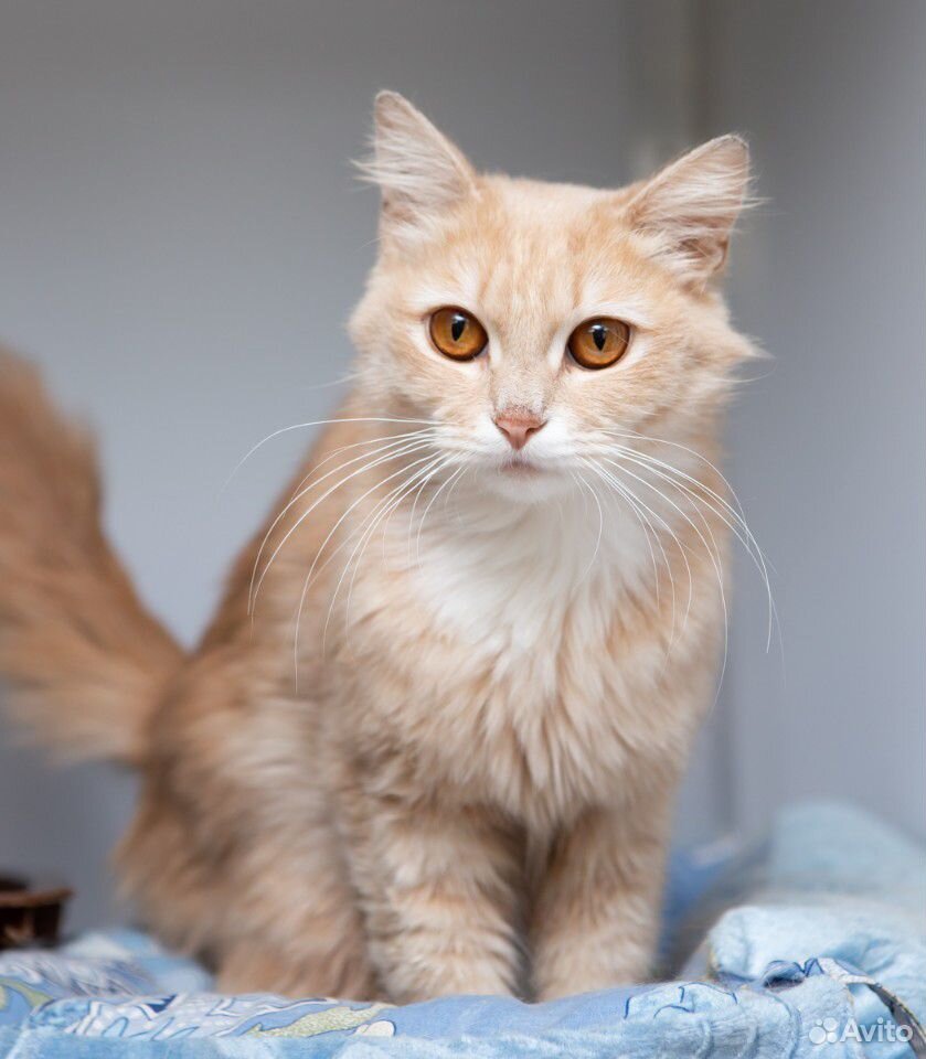 Рыжая красавица ждет семью