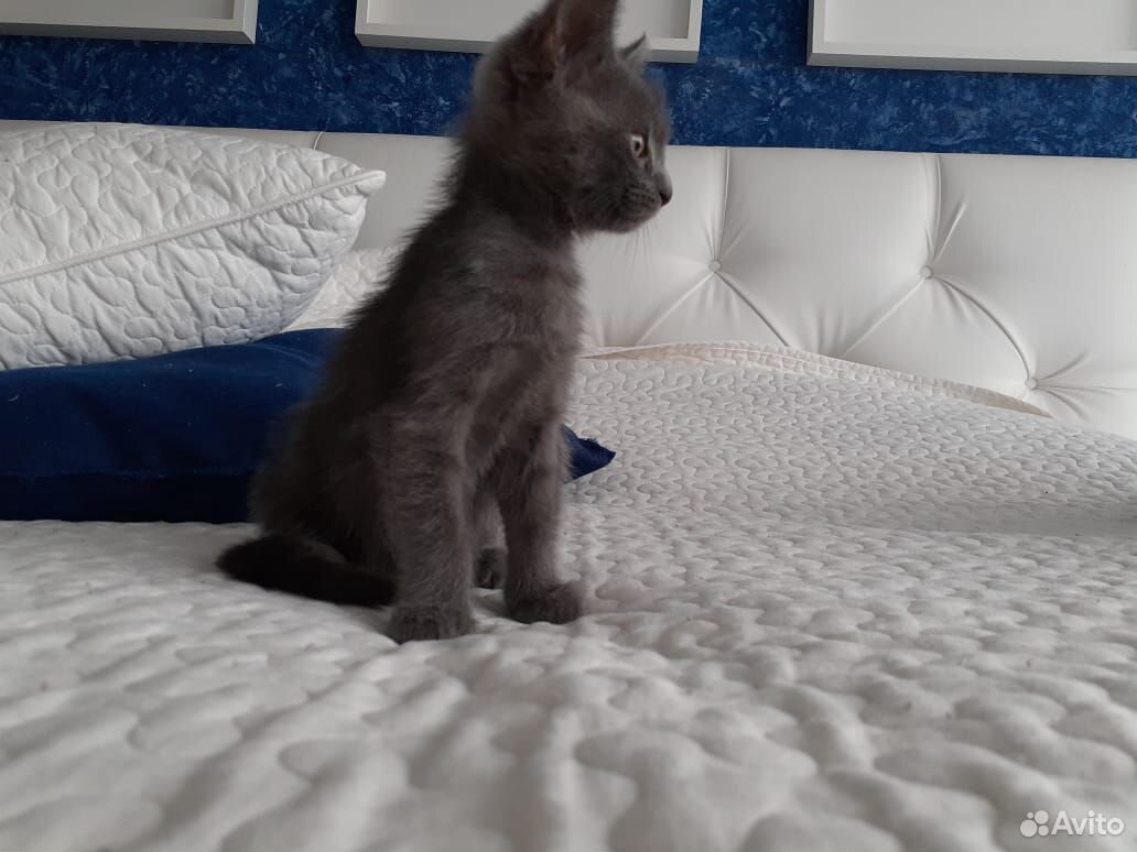 Отдадим котёночка в добрые руки