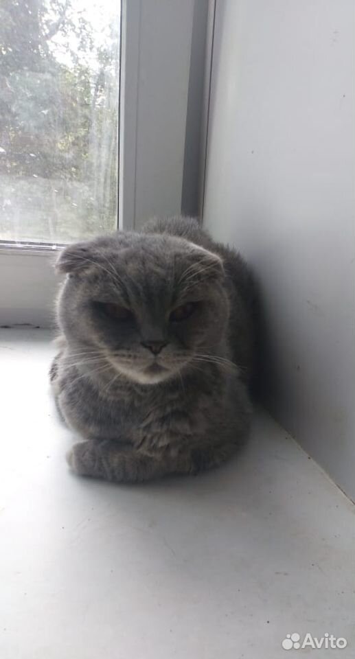 Сима ищет дом