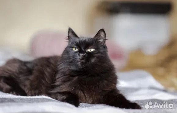 Кошечка черная
