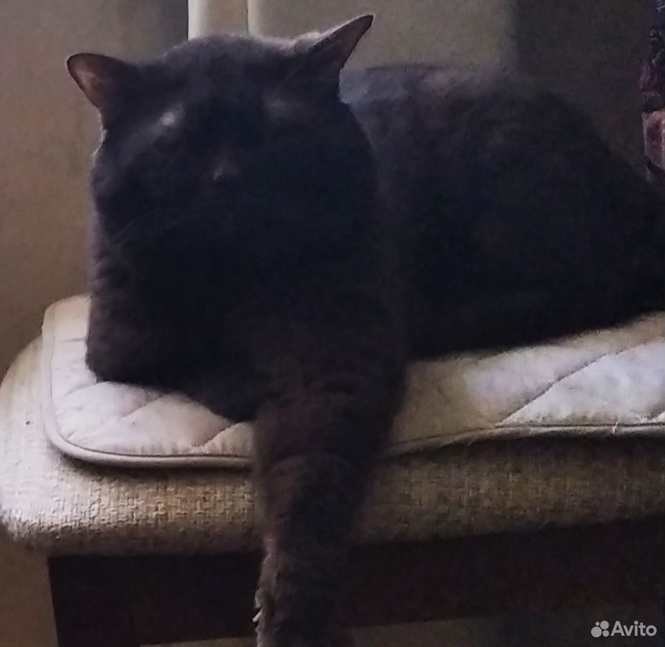 Кот