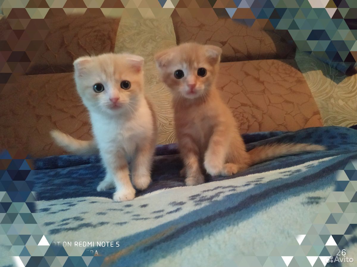 Котята
