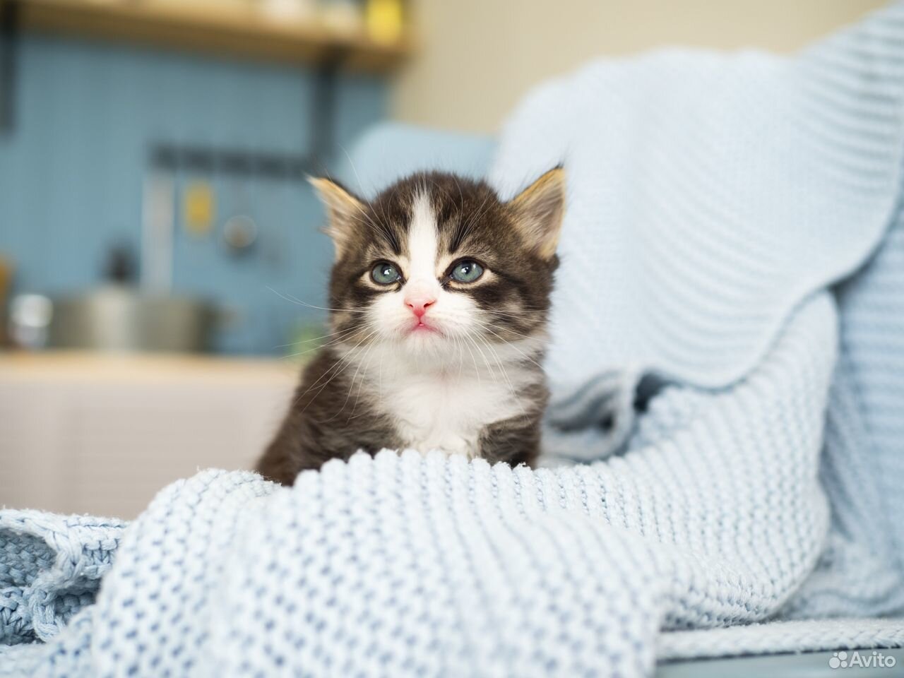 Котенок Монти