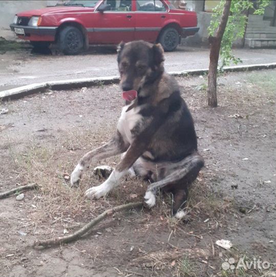 Кавказская овчарка, скорее помесь, сука