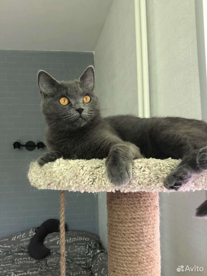 Кошечка в добрые руки