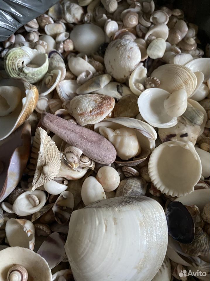 Морские ракушки
