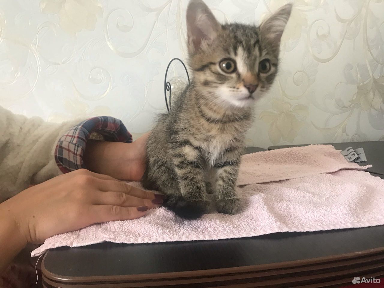 Отдам кошечку-красавицу 2 месяца