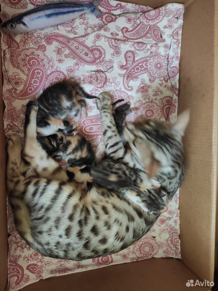 Котята от бенгальской кошки