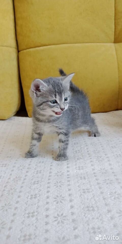 Котята для счастья