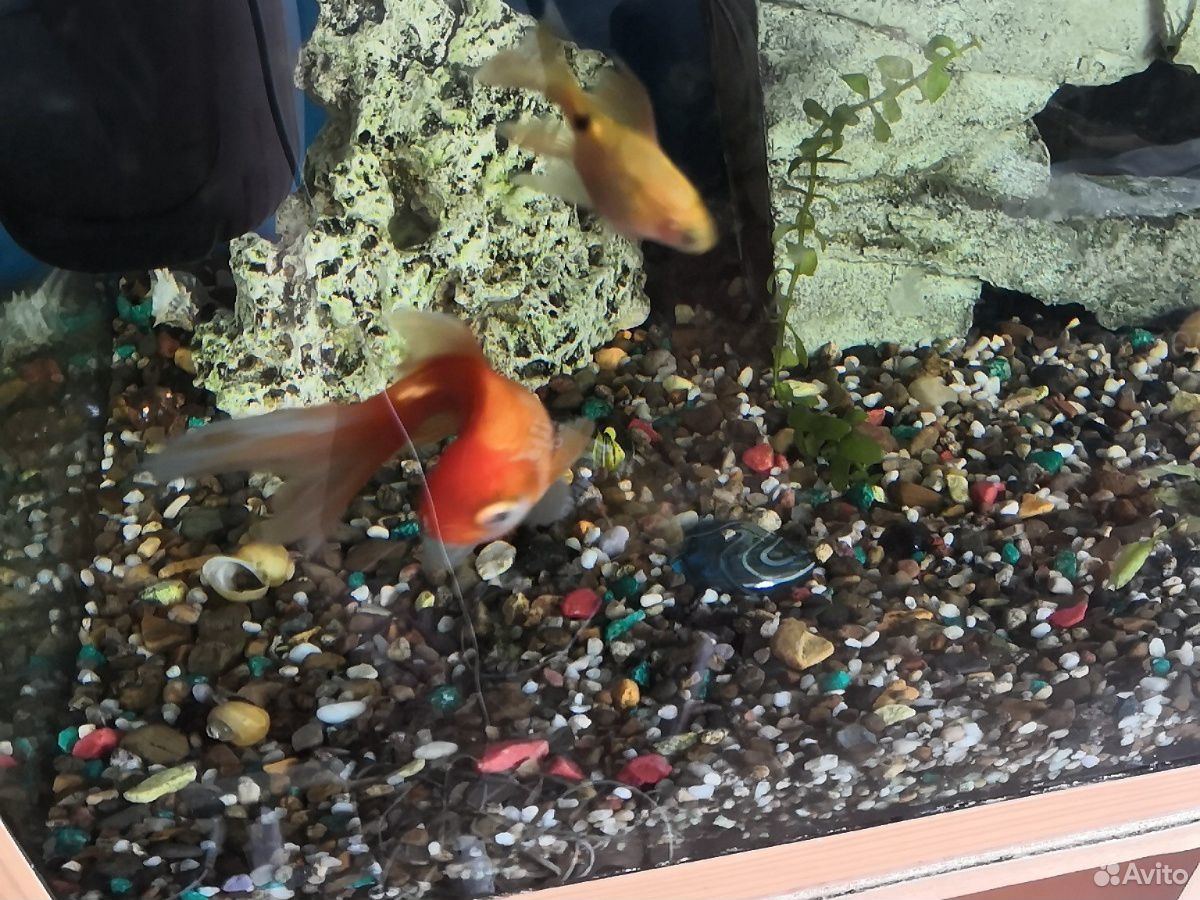 Отдам золотую рыбку