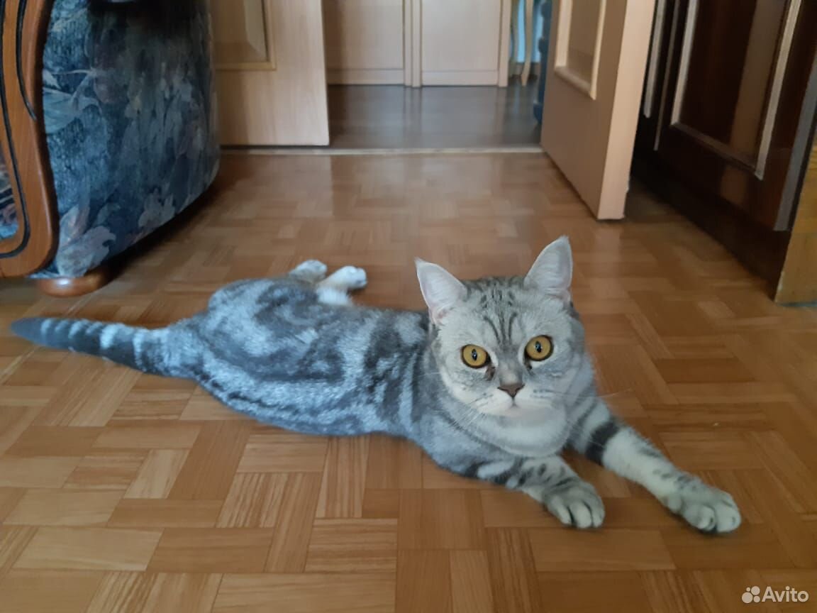 Британская кошка