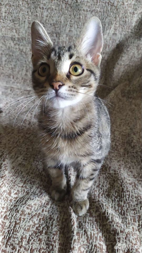 Сторожевой кот