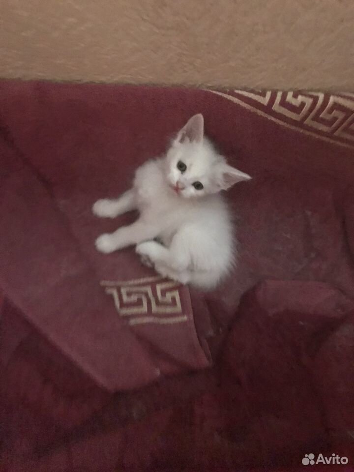 Отдам котят в хорошие руки